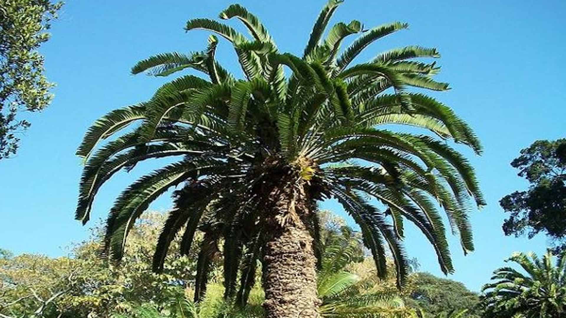 The Loneliest Plant in the World's Search For a Mate