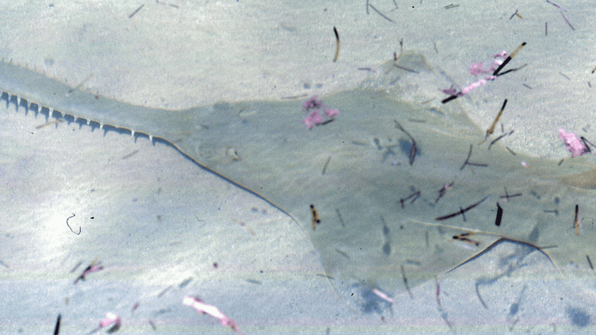 Million-Year-Old Prehistoric Sawfish Resurfaces From The Depths Near ...