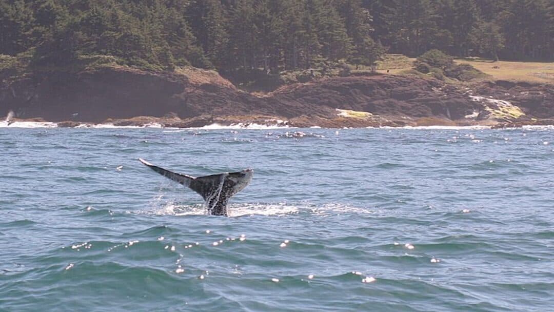 Top 10 U.S. States For Whale Spotting
