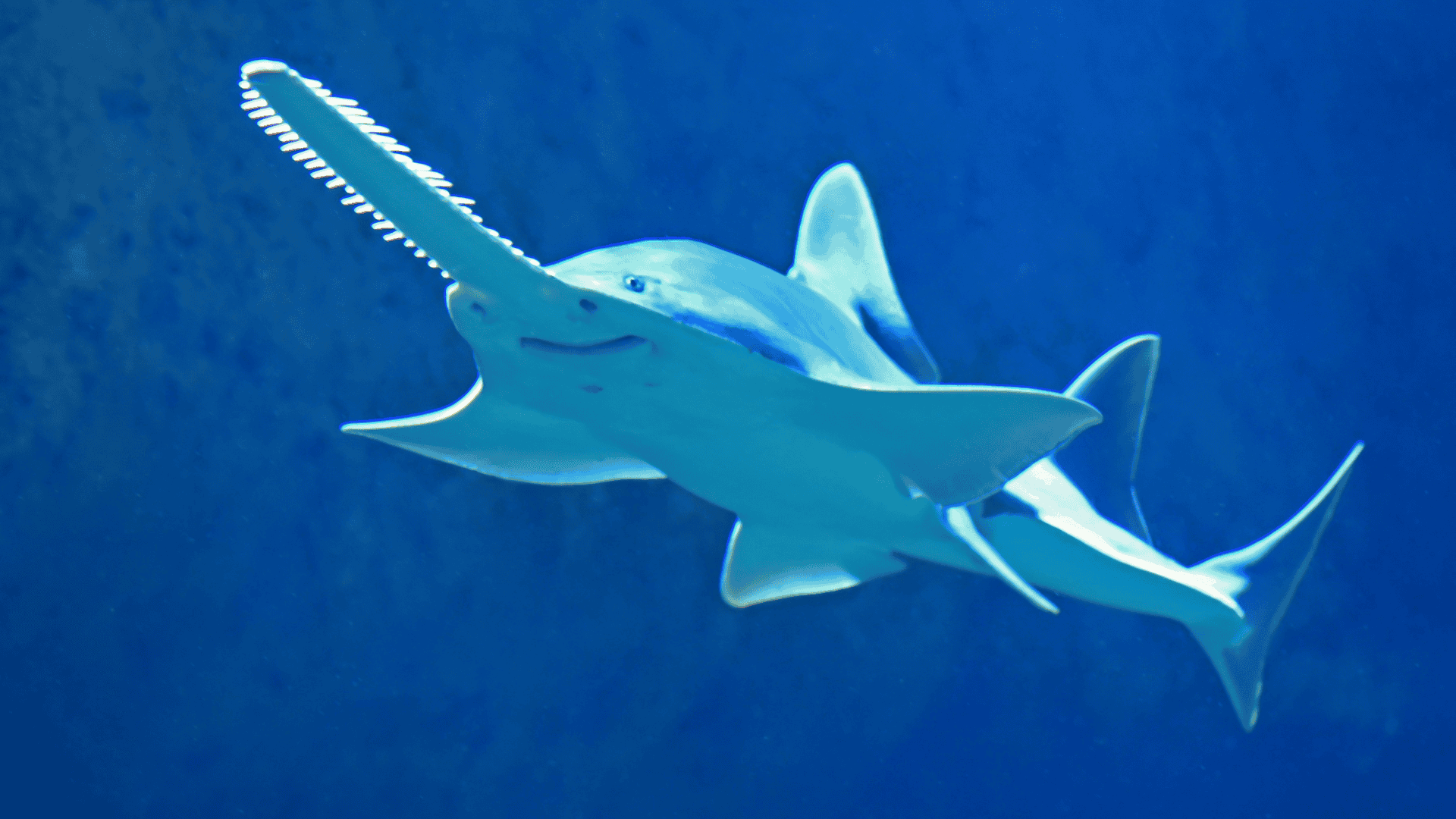 Why the Sawfish Has a Chainsaw-Like Snout - Animals Around The Globe