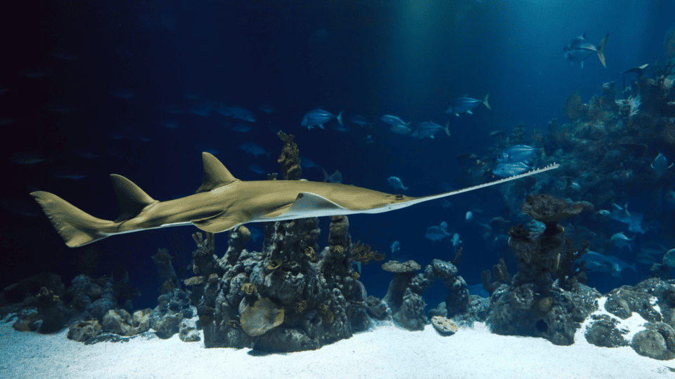 Why the Sawfish Has a Chainsaw-Like Snout - Animals Around The Globe