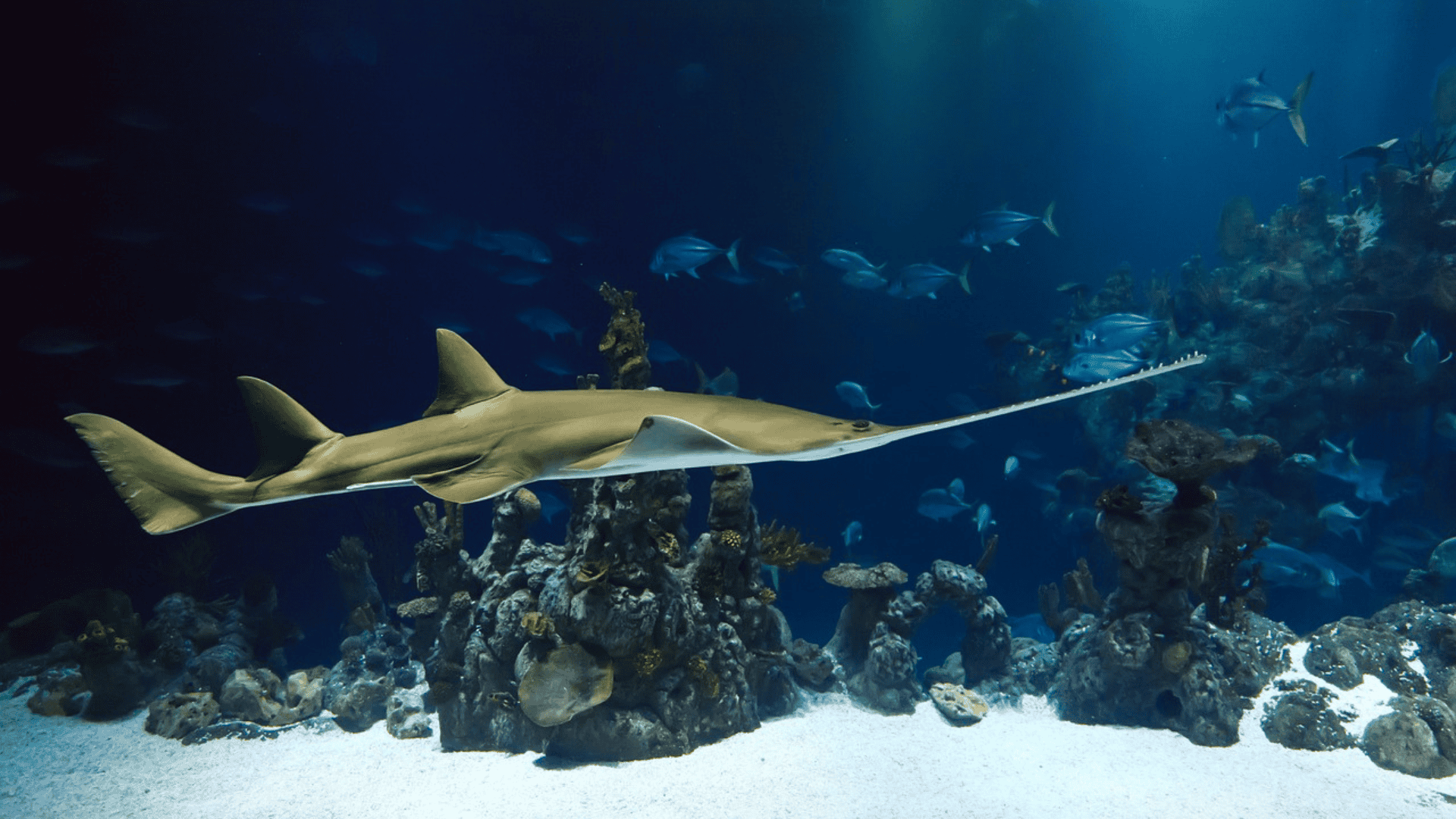 Why the Sawfish Has a Chainsaw-Like Snout - Animals Around The Globe