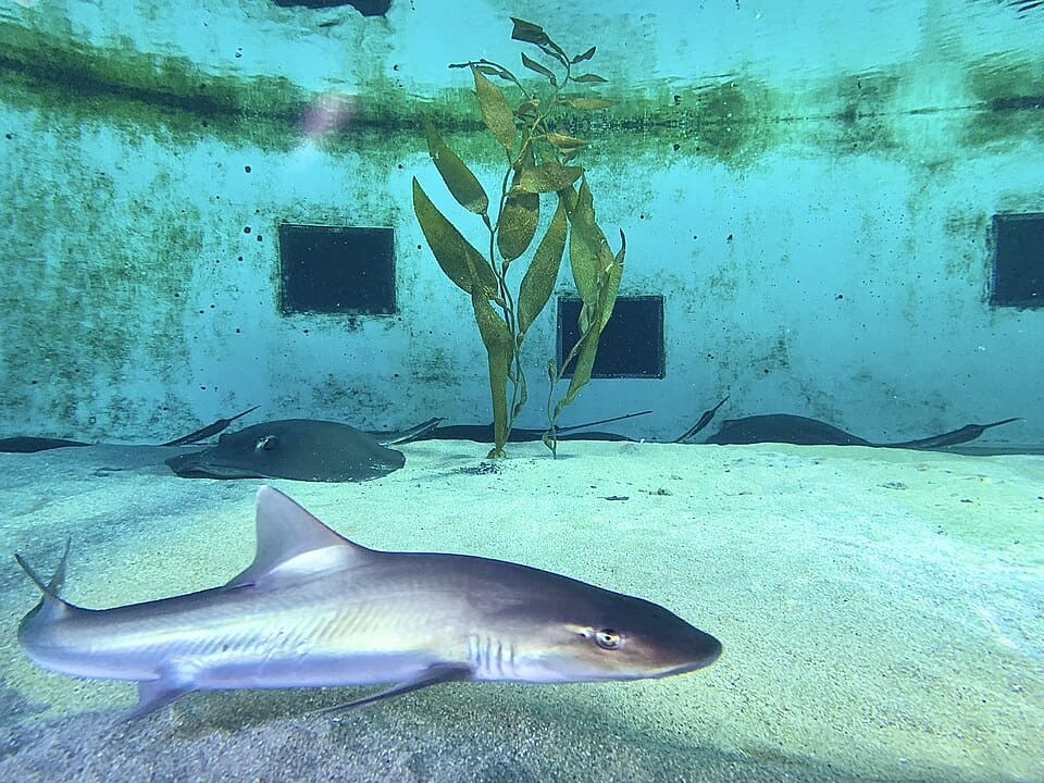 Sharks Are Adapting to Survival by having Virgin Births in Italian ...