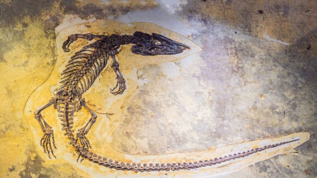 Heavy Rains Unveiled World's Oldest Dinosaur Fossil (233-Million-Year ...