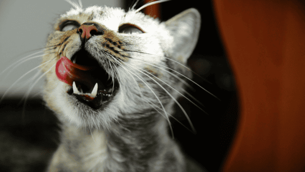 20 Common Cat Behaviors and What They Mean - Animals Around The Globe