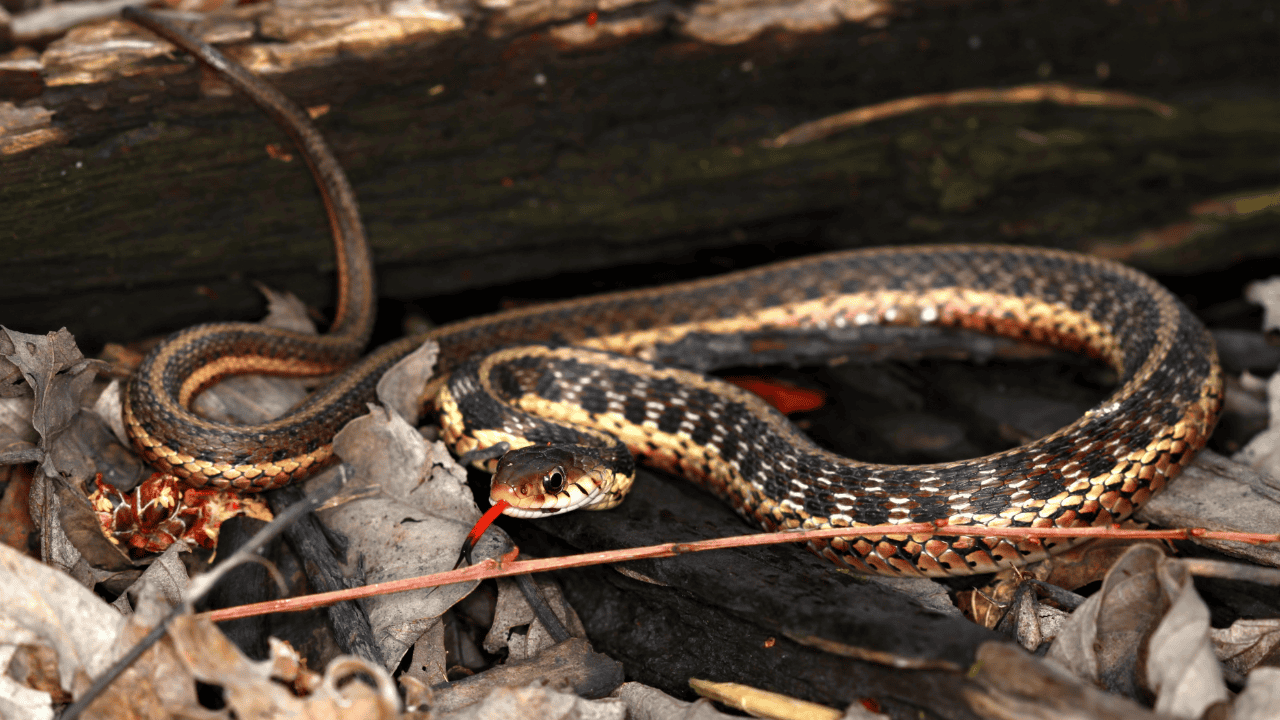 8 Snakes That Are Completely Harmless to Humans