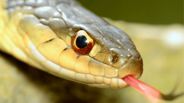 The Truth About Garter Snakes in Your Backyard - Animals Around The Globe