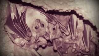 The Fascinating Story of Bats Preserving the Treasures of Joanina ...