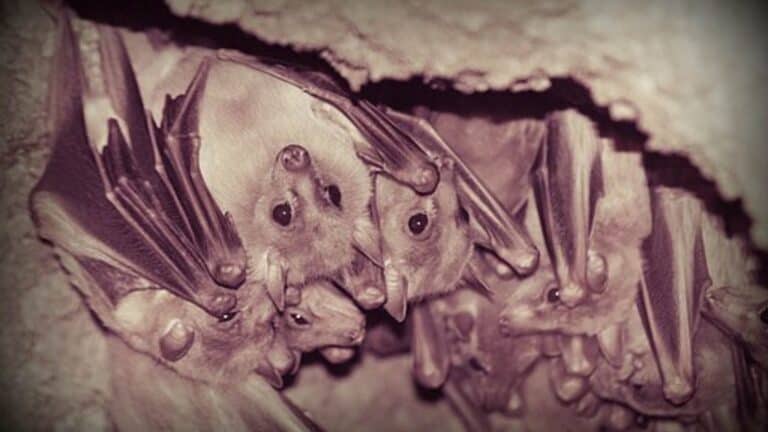 Millions of Bats Fill the Texas Sky at Bracken Cave Each Night ...