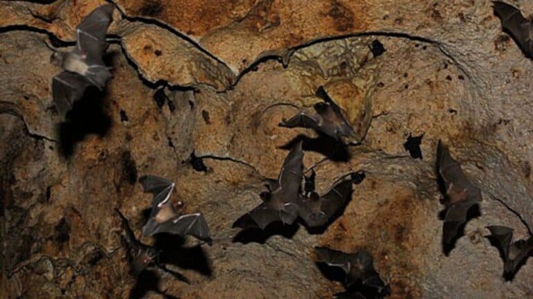 What Scientists Discovered in a Bat Cave in Borneo