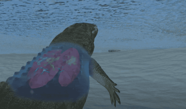 Alligators Freeze Themselves to Survive Cold Snap in North Carolina and ...