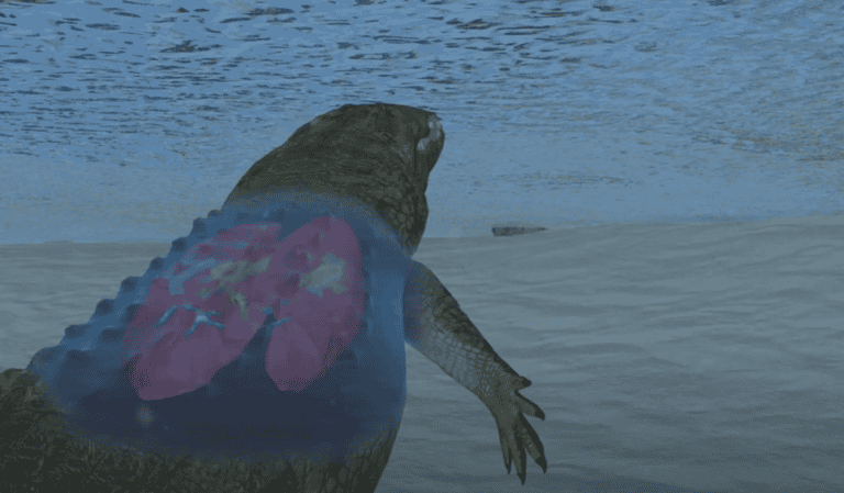 Alligators Freeze Themselves to Survive Cold Snap in North Carolina and ...