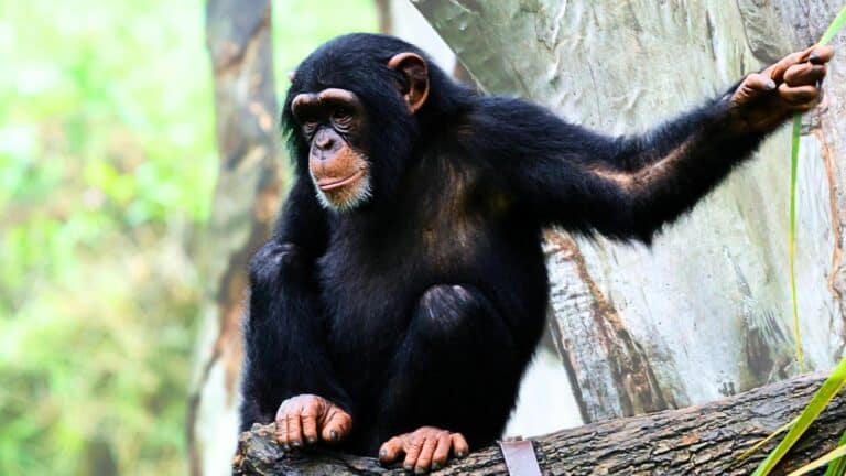 A Baby Chimpanzee Is Reunited With Its Mother - Animals Around The Globe