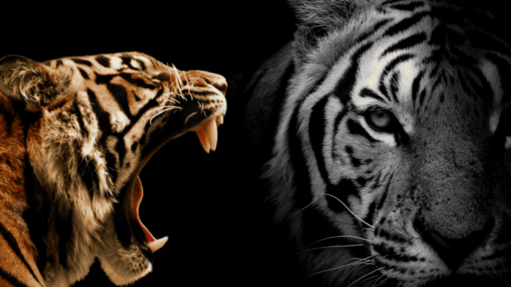 The Tiger as a Spirit Animal and What it Means - Animals Around The Globe