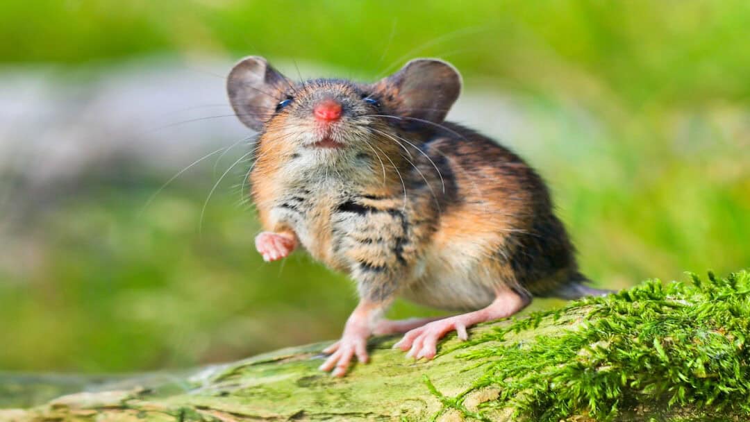 10 Scents That Will Naturally Keep Mice And Rodents Away