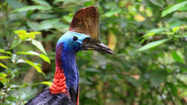 The 10 Largest Birds From All Around The World