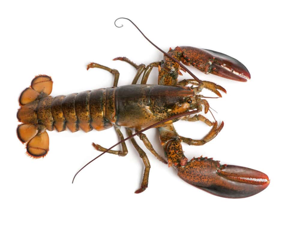 12 Ways Lobsters Adapt to Survive in Harsh Oceans - Animals Around The ...