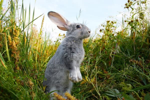 The History of Rabbits in American Folklore - Animals Around The Globe
