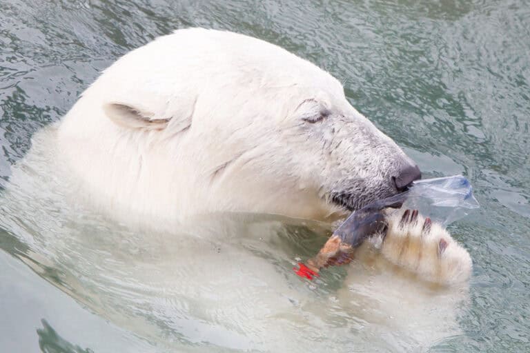 Polar Bear Battles Against The Tide of Plastic Pollution