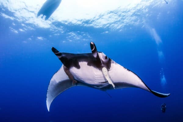 12 Smartest Marine Animals in the Ocean - Animals Around The Globe