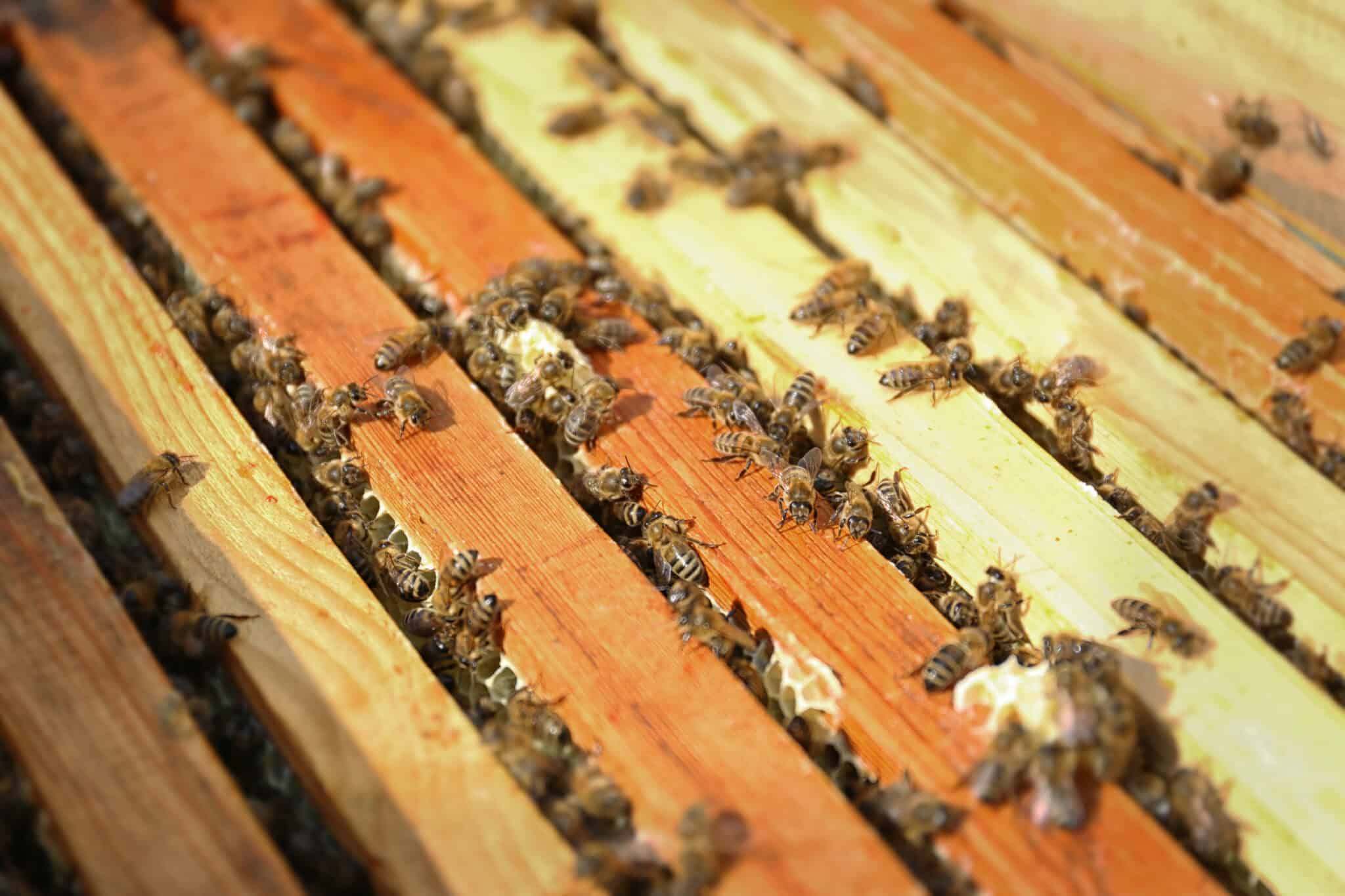 Why Bees Are Vanishing—and What It Means for Humans