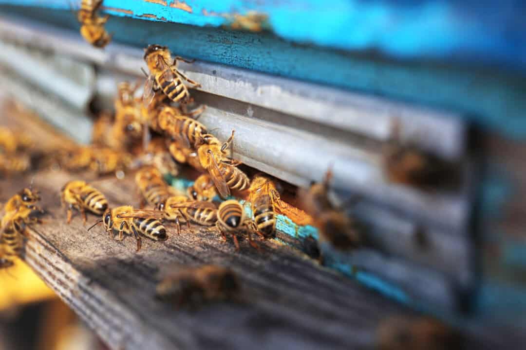 What Happens If Bees Go Extinct Faster Than Expected? - Animals Around ...