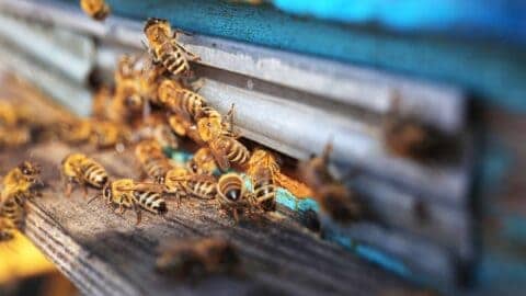 Why Bees Are Vanishing—and What It Means for Humans