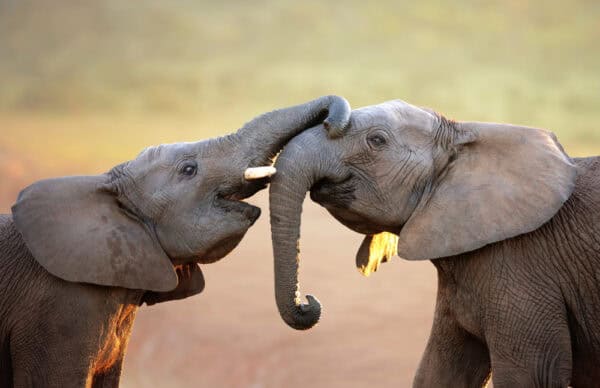 The Best Places to See Elephants in The Wild - Animals Around The Globe