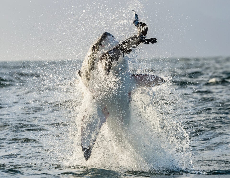 Are Shark Attacks Rising? An Examination of the Data and Trends ...