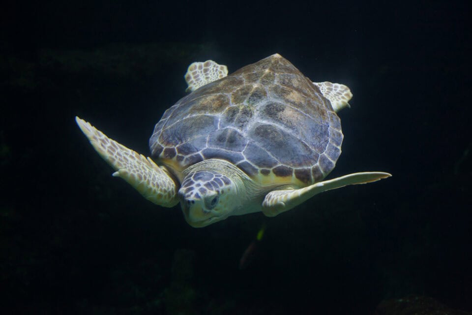 Sea Turtle Willow Returns To The Atlantic Ocean In Florida After ...