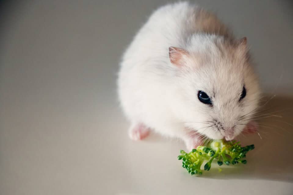 What a Hamster’s Squeaks Really Mean