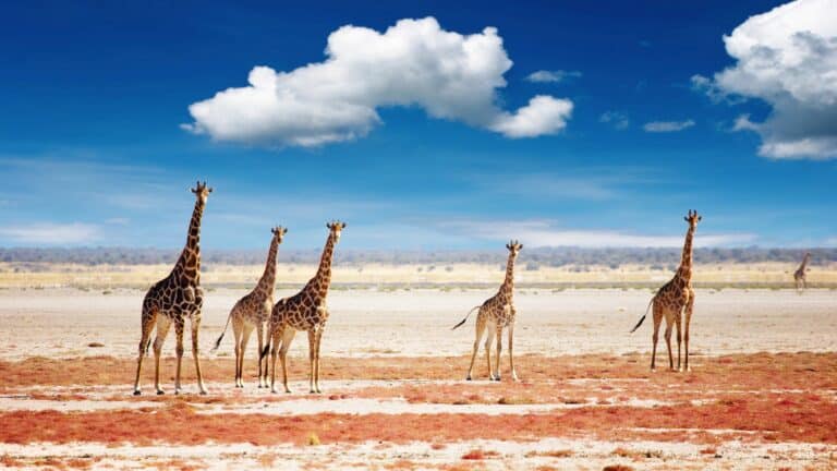 14 Ways Giraffes Defend Themselves Without Fighting - Animals Around ...
