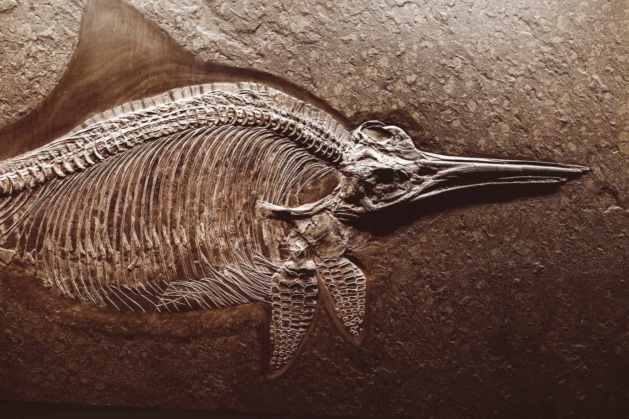 Colossal Pliosaur Sea Monster Dinosaur Skull - Animals Around The Globe