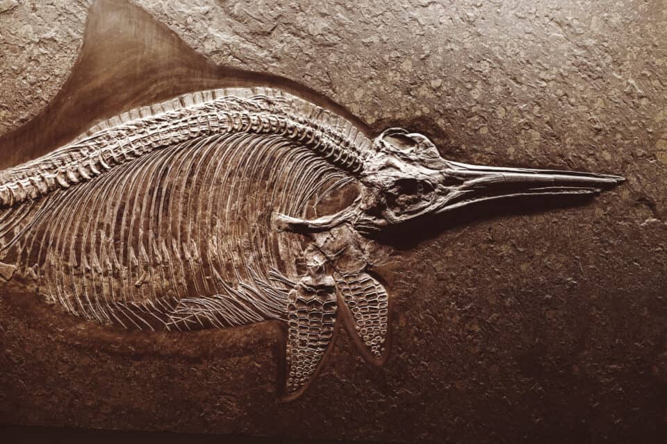 Colossal Pliosaur Sea Monster Dinosaur Skull - Animals Around The Globe