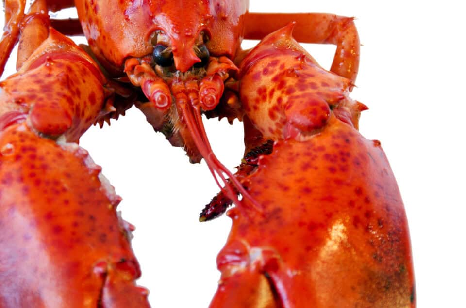 Why Lobsters Turn Red Only After Cooking