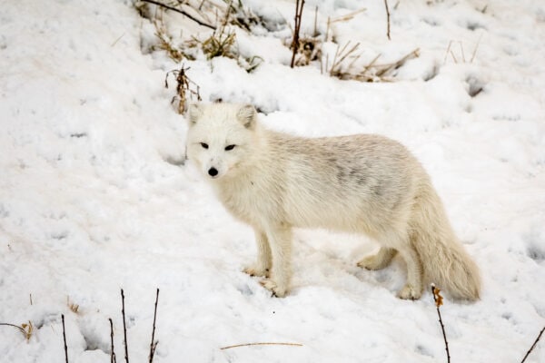 10 Unique Animals that Call the Arctic their Home - Animals Around The ...