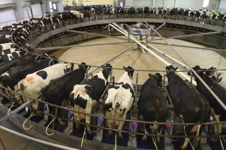 Over 915,000 Cattle in Confinement - UK's Faces 'Mega-farm' Dilemma ...