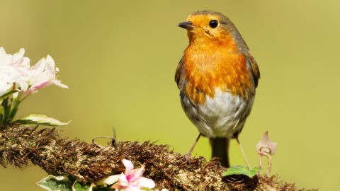 Animal Sports - News, Facts and Videos