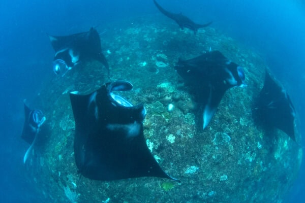 13 Smartest Fish (and Their Surprising Behavior) - Animals Around The Globe