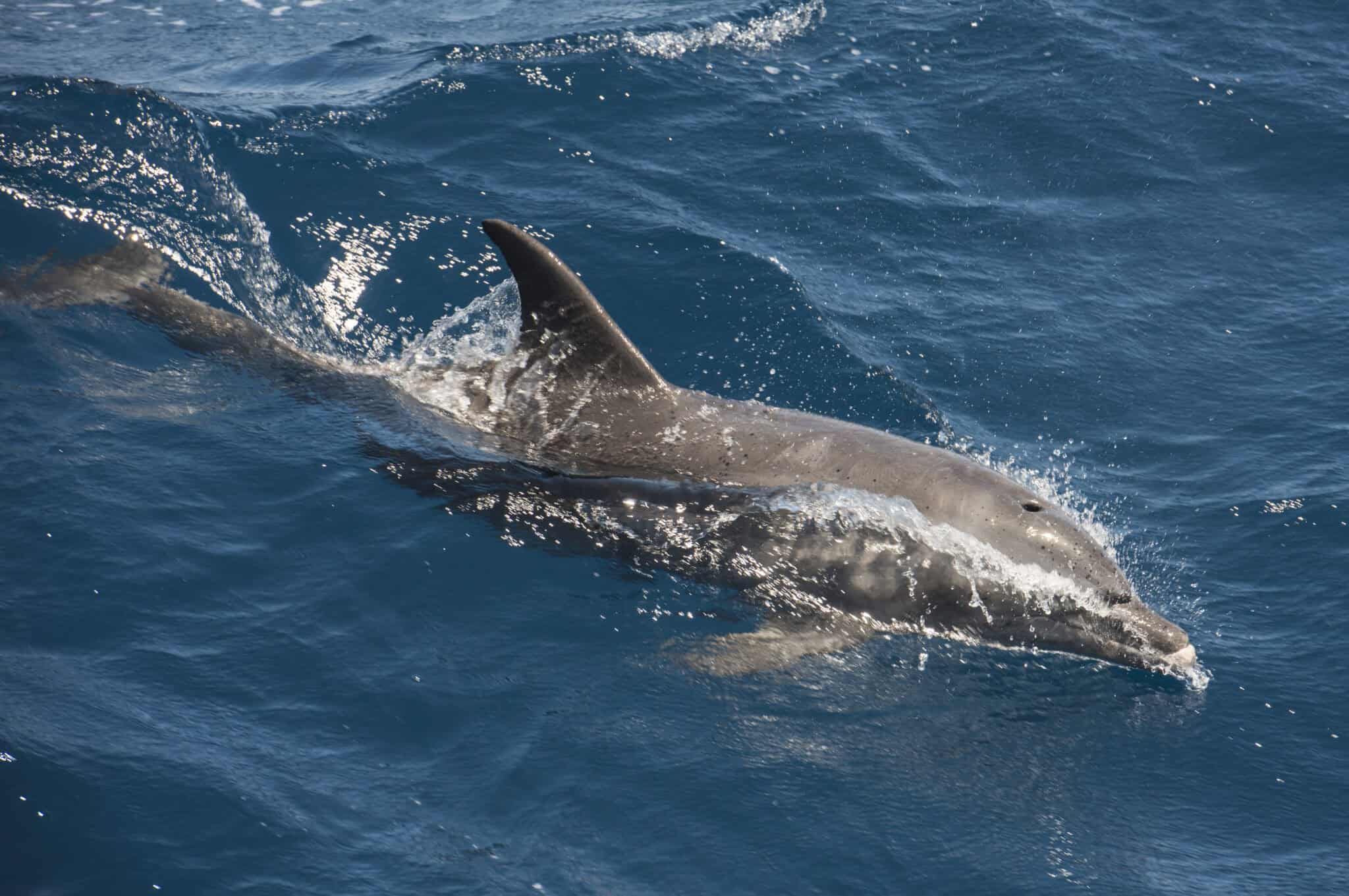 13 Reasons Dolphins Are Considered One of the Smartest Animals ...