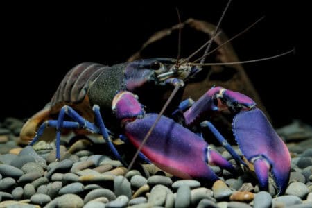 12 Ways Lobsters Adapt to Survive in Harsh Oceans - Animals Around The ...