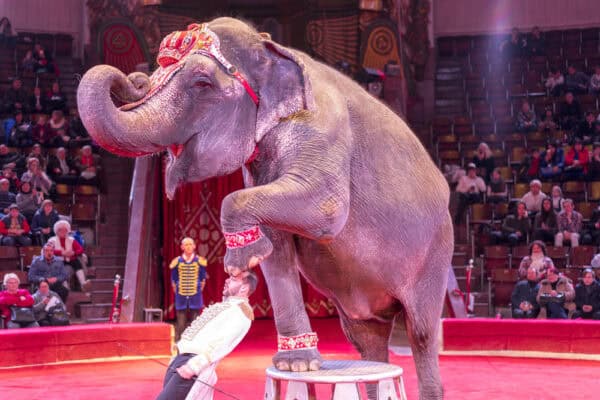 Exposing the Truth About Circus Animals: Is It Time to Ban Them for Good?