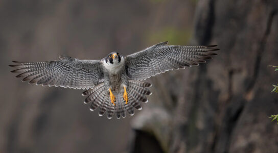Scientists Track a Falcon Flying 240 MPH - Animals Around The Globe