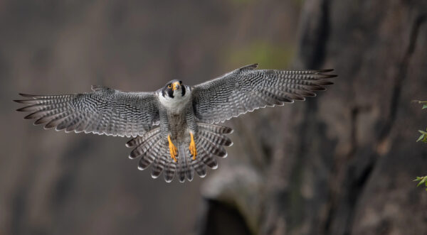 Scientists Track a Falcon Flying 240 MPH - Animals Around The Globe