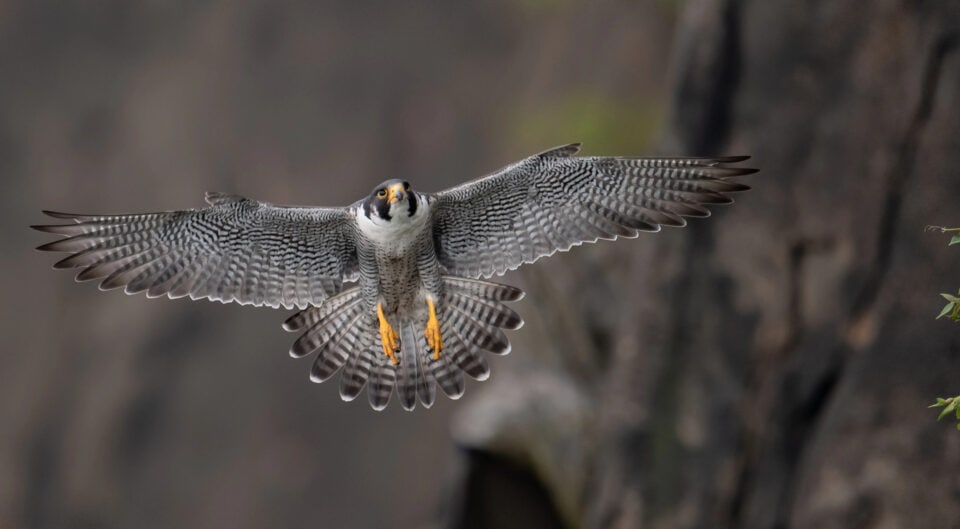 Scientists Track a Falcon Flying 240 MPH - Animals Around The Globe