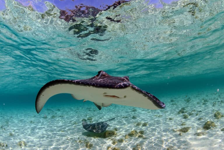 Crikey! Revisiting Steve Irwin’s Most Iconic Moments - Animals Around ...