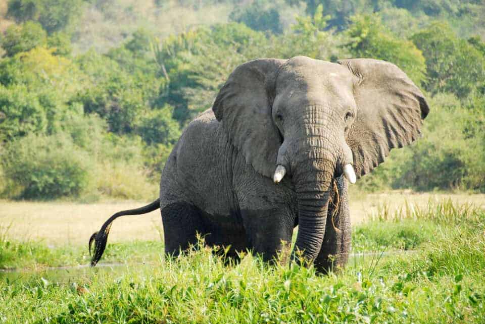 Surprising Facts About Animals That Can and Can’t Fart