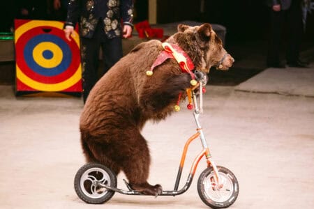Exposing the Truth About Circus Animals: Is It Time to Ban Them for Good?