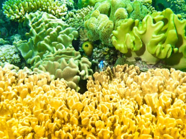 The Oldest Living Creature Found in the Ocean