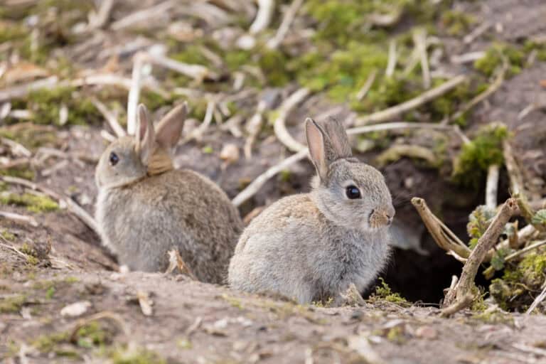 The History of Rabbits in American Folklore - Animals Around The Globe